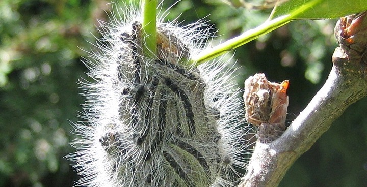 Help the Forestry Commission tackle oak processionary moth (OPM ...